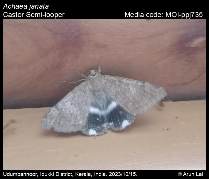 Achaea janata | Moths